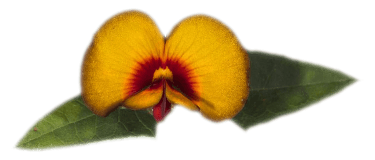 Alternanthera denticulata (Lesser Joyweed) at Greenlink Sandbelt ...