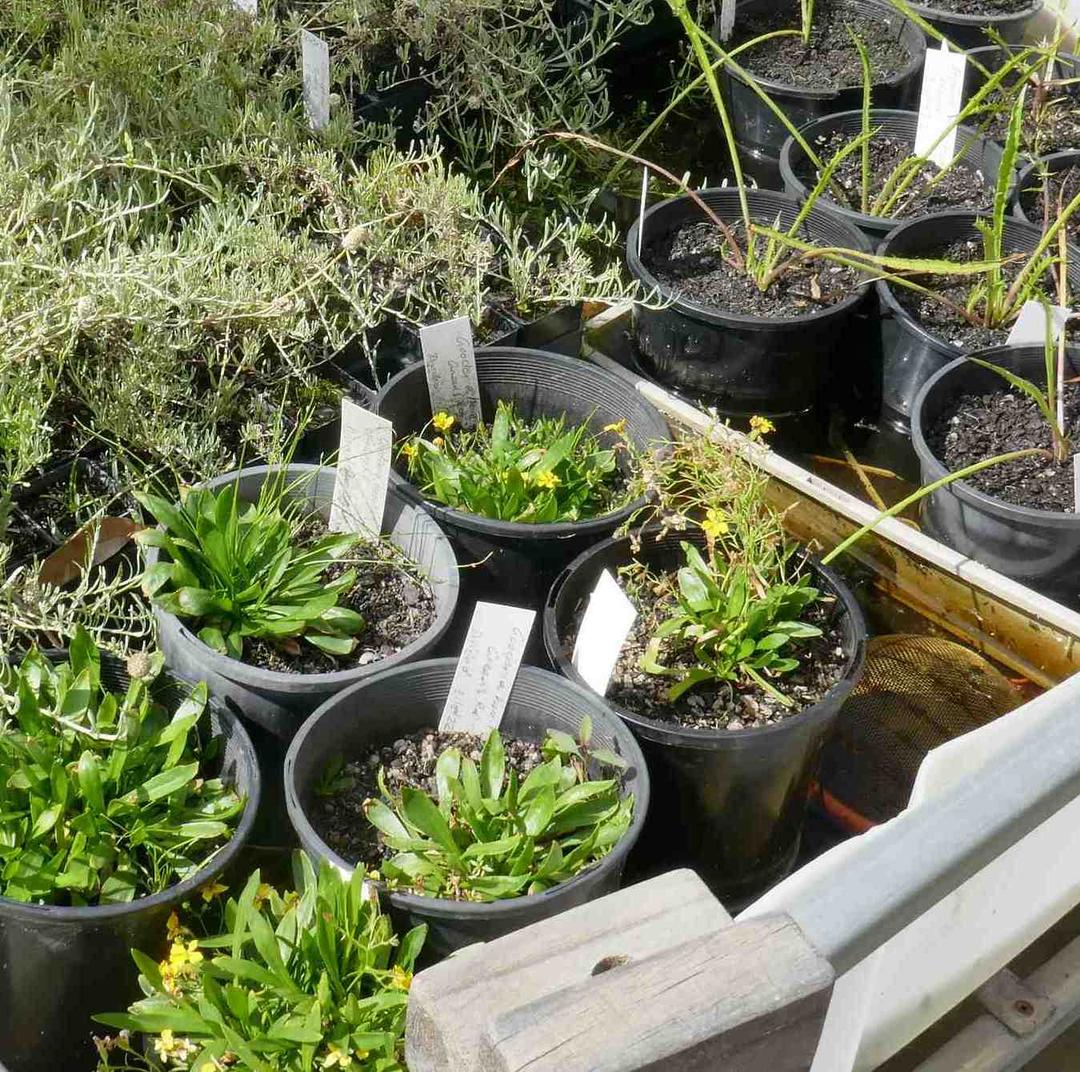 About Greenlink's Plants | Greenlink Sandbelt Indigenous Nursery