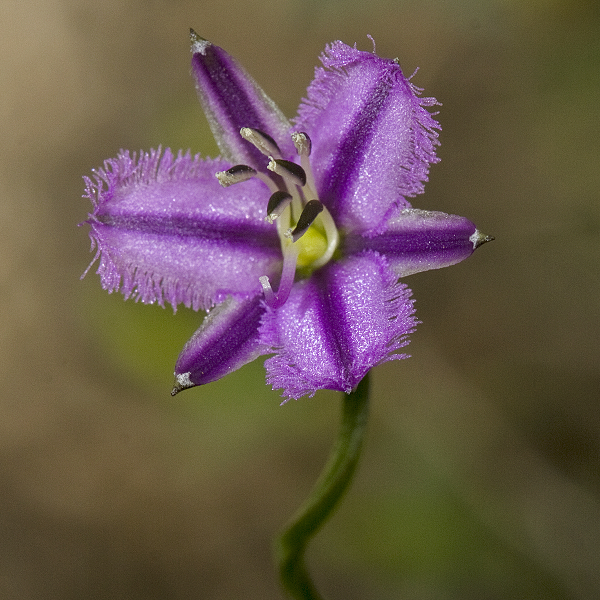 Thysanotus patersonii (Twining Fringe-lily) at Greenlink Sandbelt ...