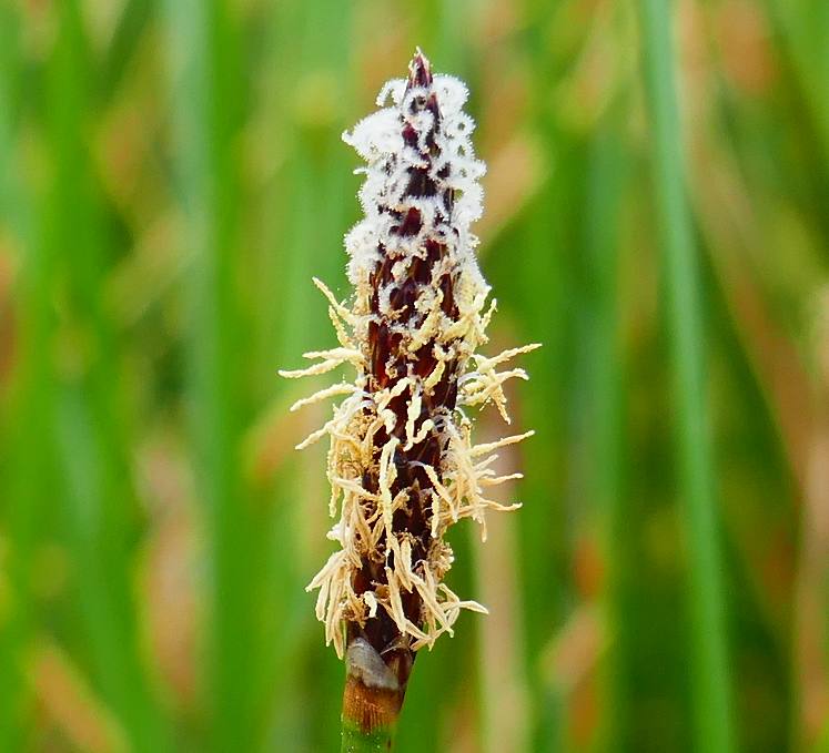 Eleocharis acuta (Common Spike-sedge) at Greenlink Sandbelt Indigenous ...