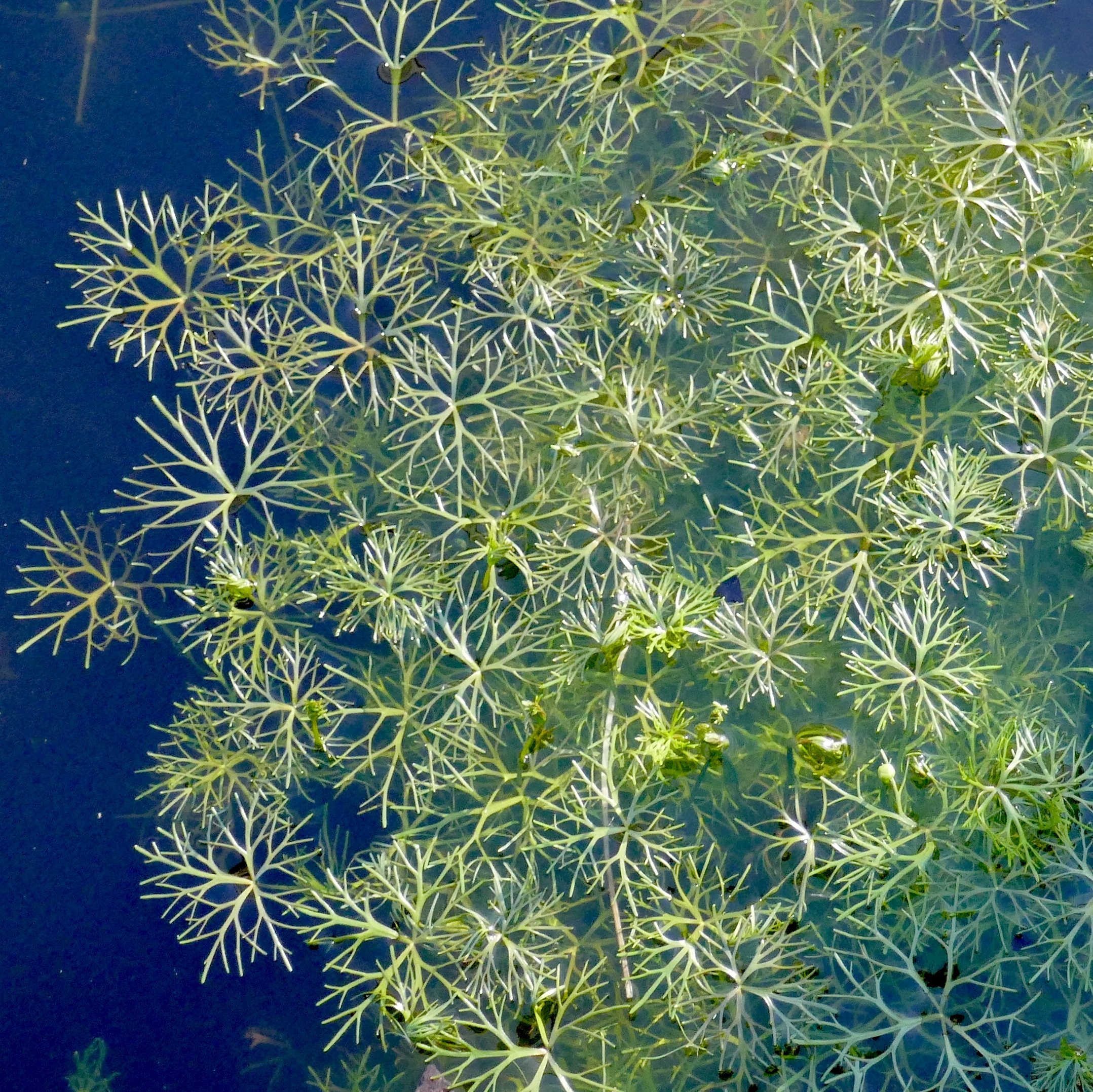 Ranunculus inundatus (River Buttercup) at Greenlink Sandbelt Indigenous ...