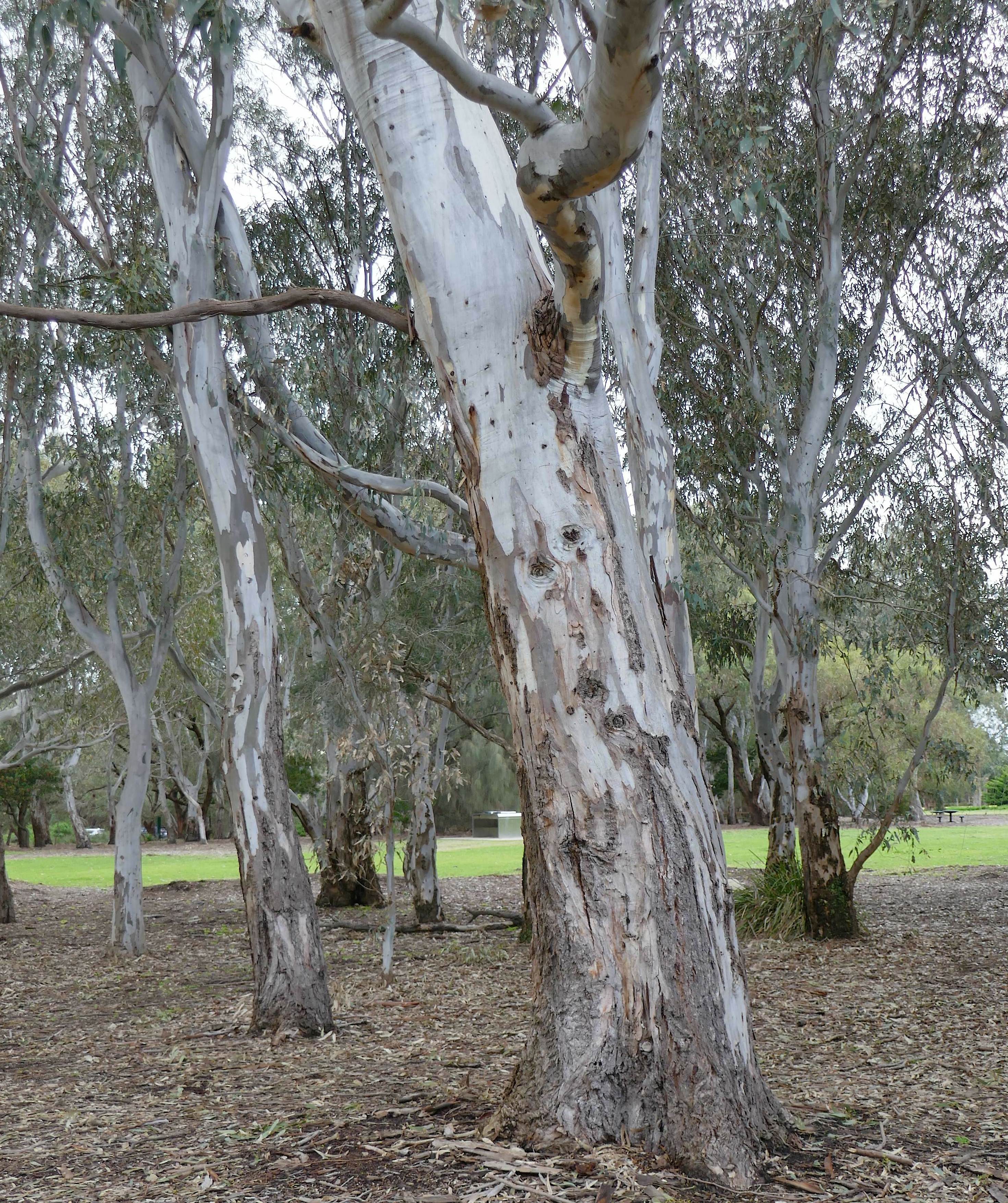 Eucalyptus camaldulensis (River Red Gum) at Greenlink Sandbelt ...