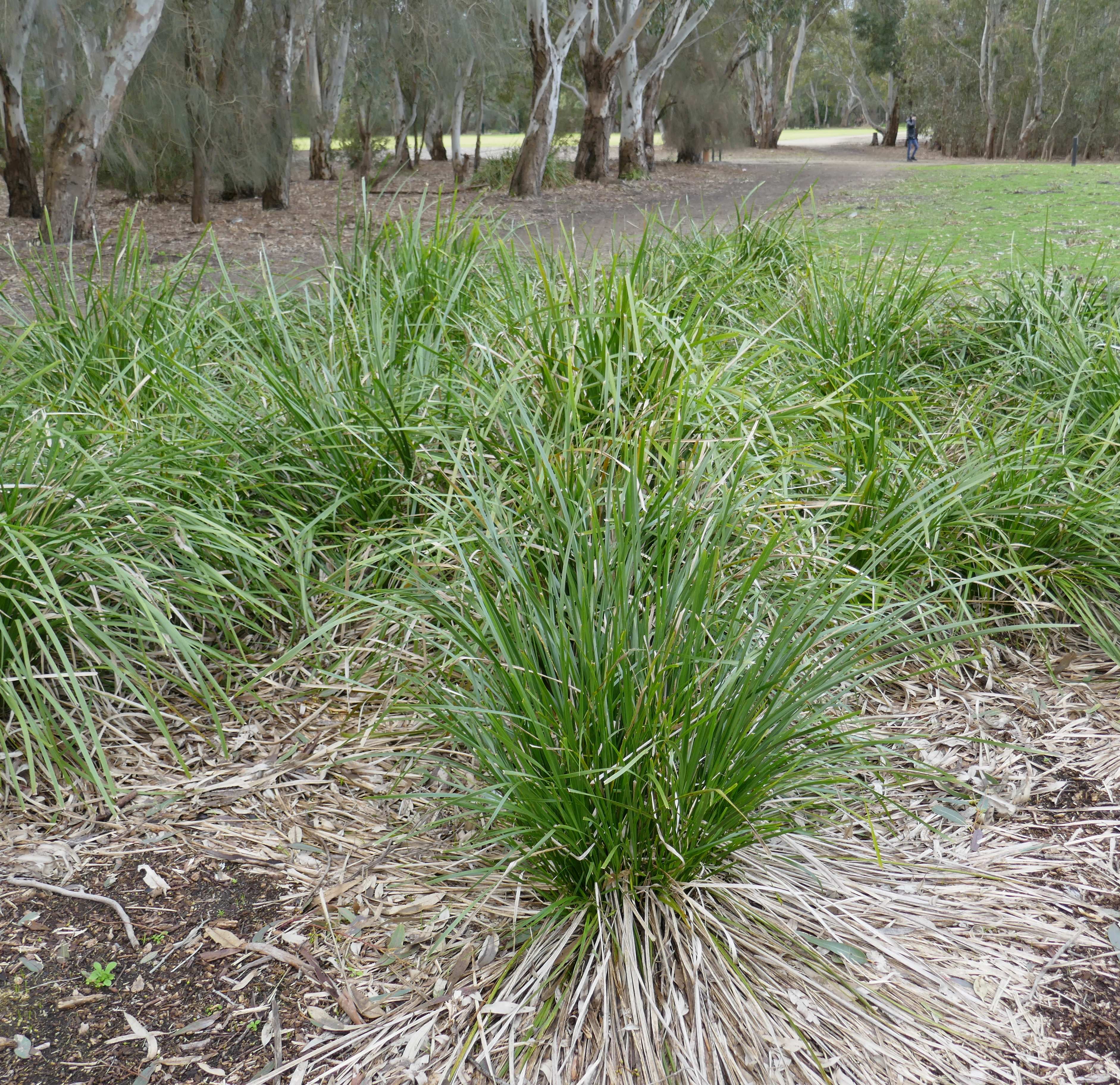 Lomandra longifolia (Spiny-headed Mat-rush) at Greenlink Sandbelt ...