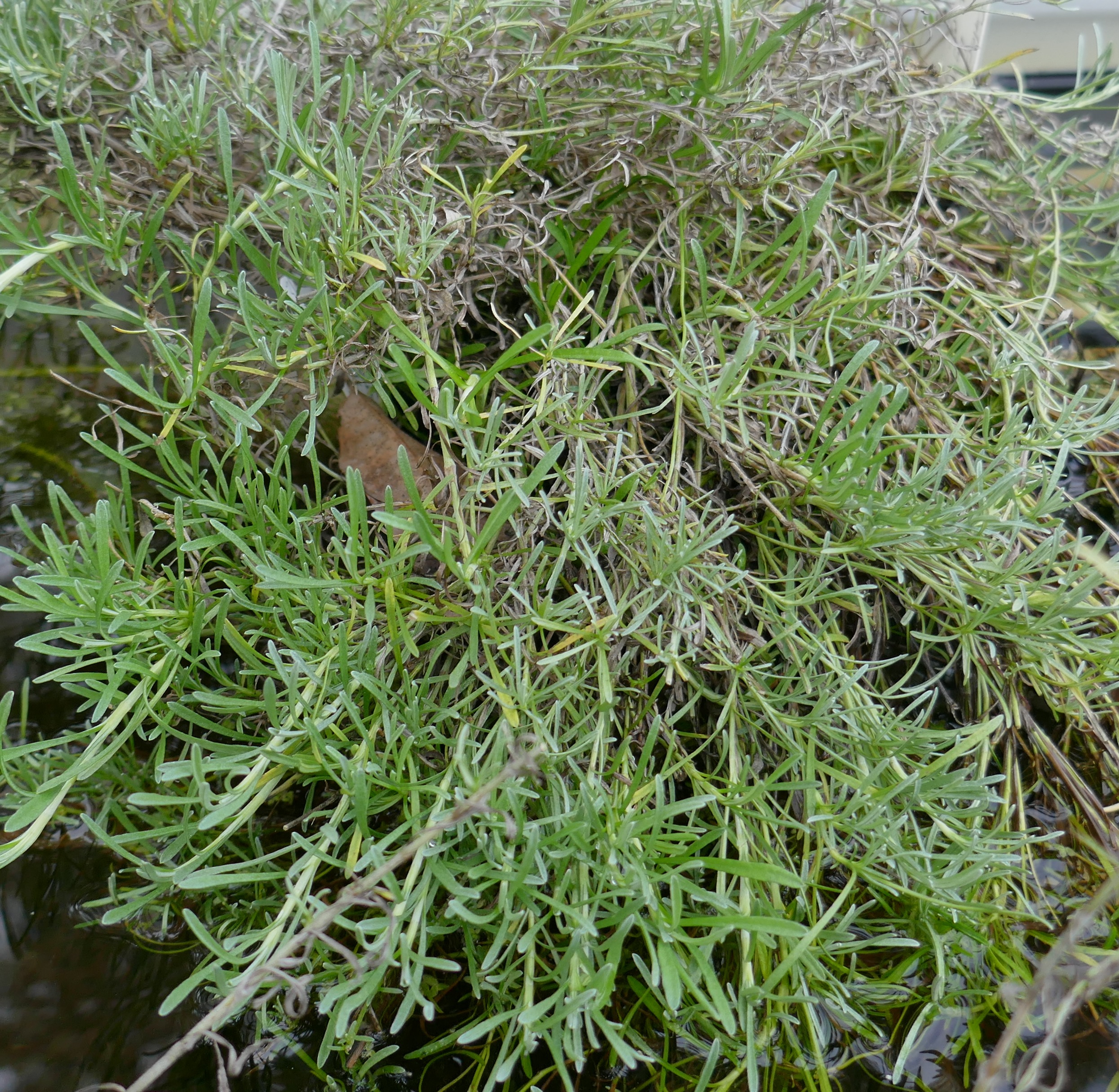 Calocephalus lacteus (Milky Beauty-heads) at Greenlink Sandbelt ...