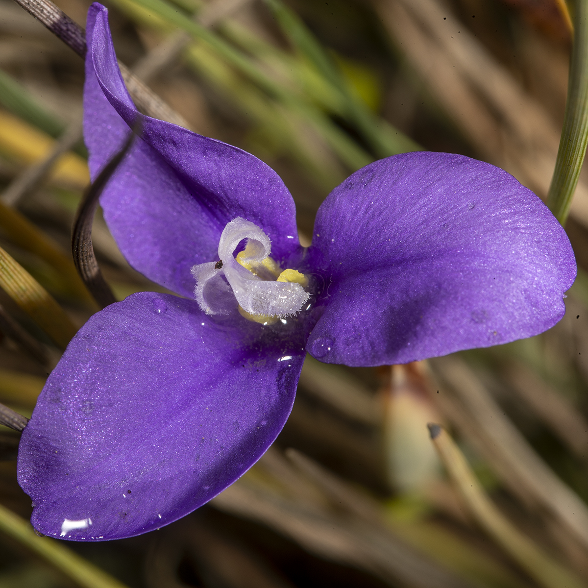 Patersonia fragilis (Short Purple-flag) at Greenlink Sandbelt ...