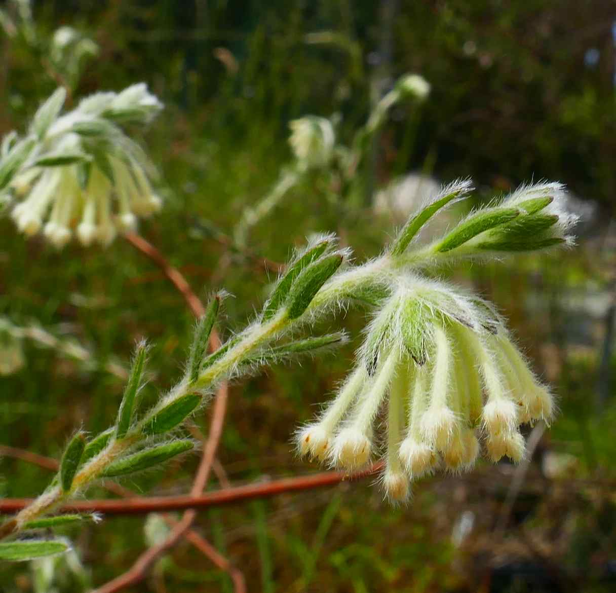 Pimelea octophylla (Woolly Rice-flower) at Greenlink Sandbelt ...