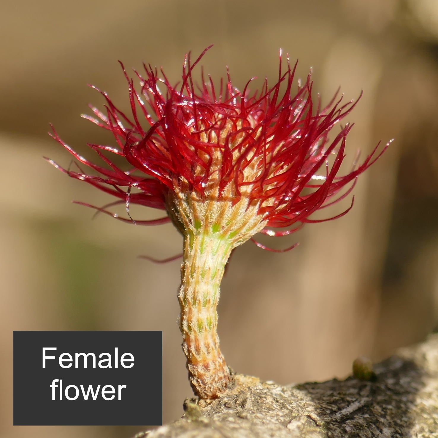 Allocasuarina verticillata (Drooping Sheoak) at Greenlink Sandbelt ...