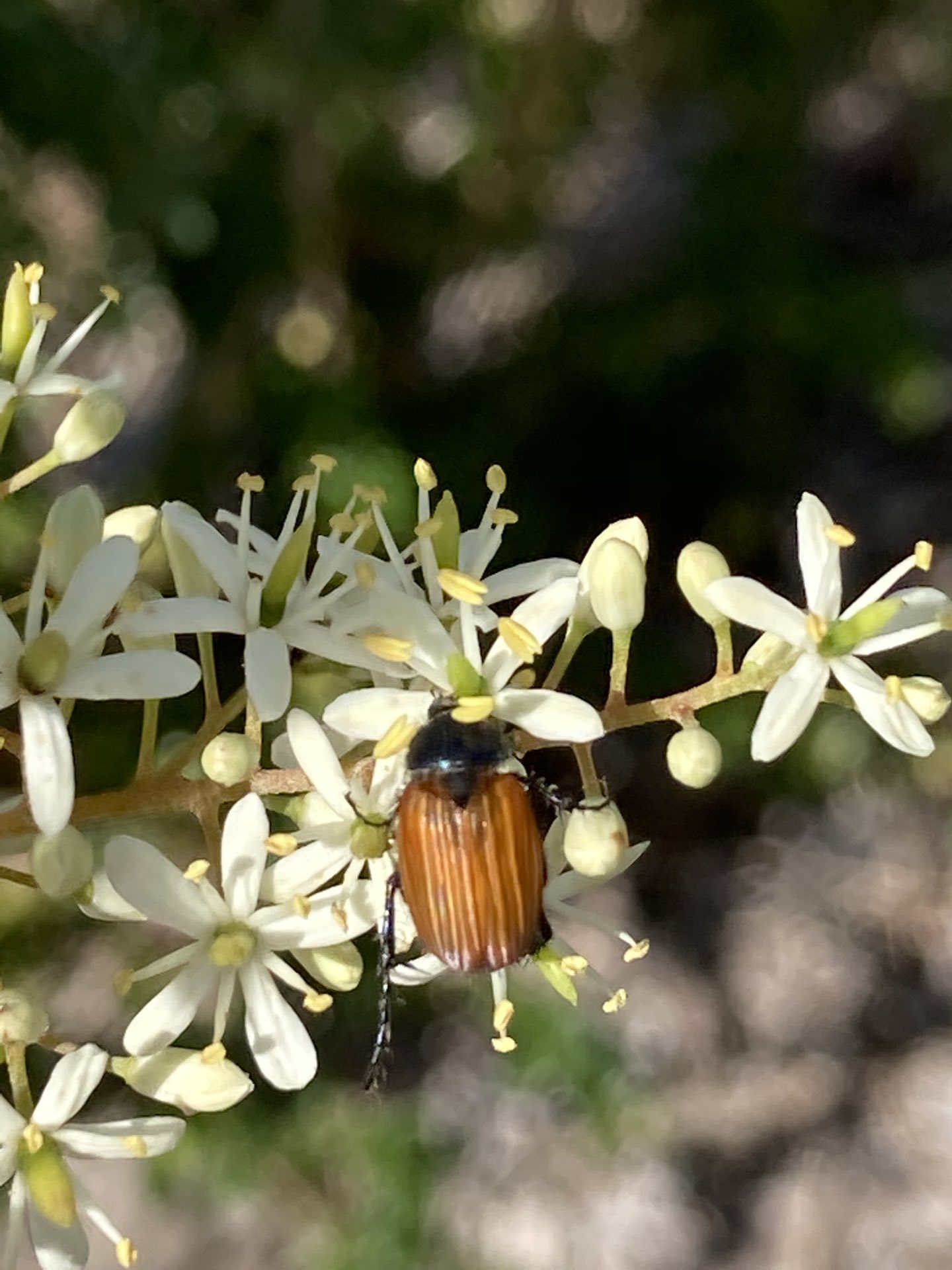 Bursaria spinosa (Sweet Bursaria) at Greenlink Sandbelt Indigenous Nursery