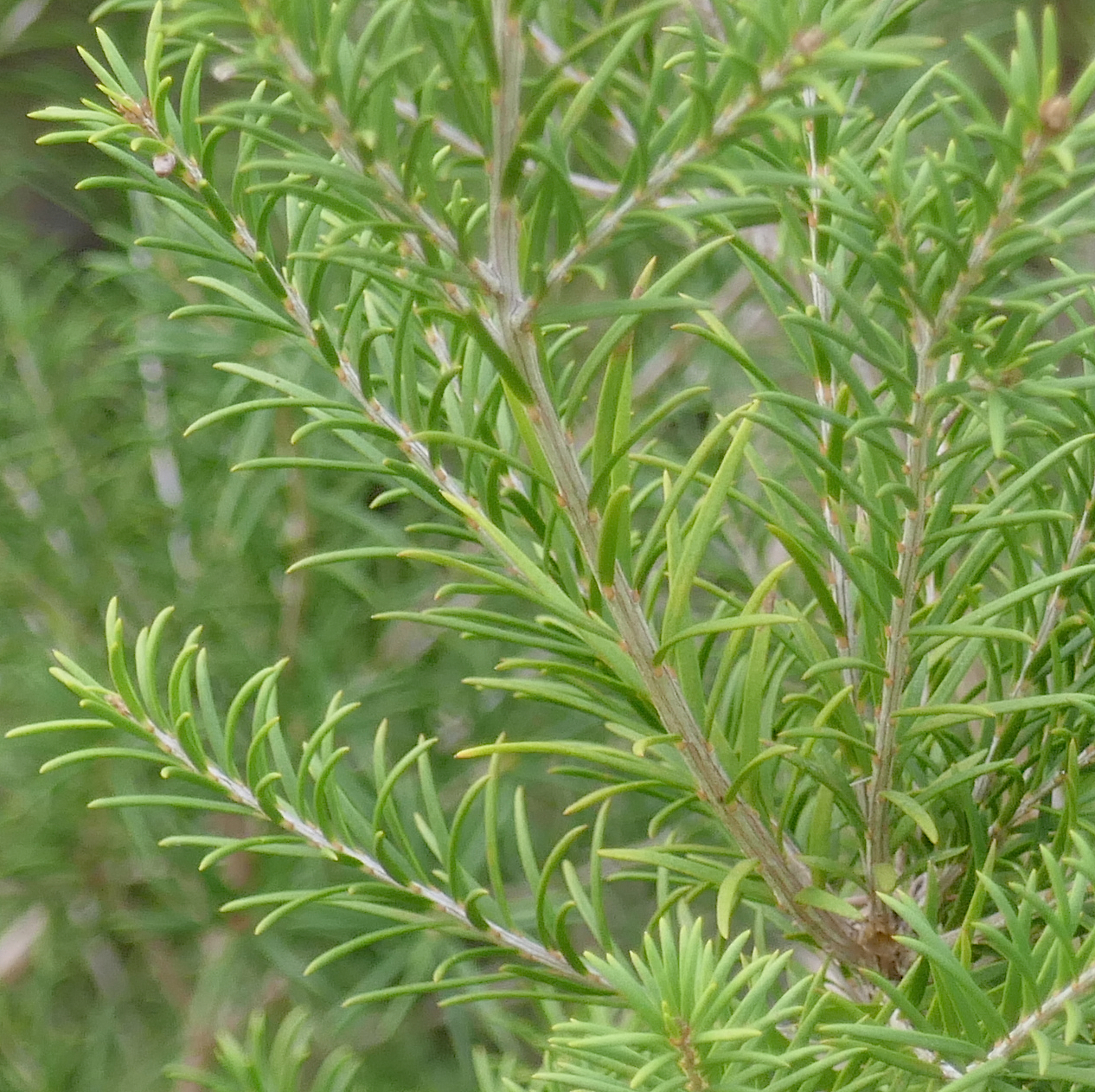 Melaleuca ericifolia (Swamp Paperbark) at Greenlink Sandbelt Indigenous ...