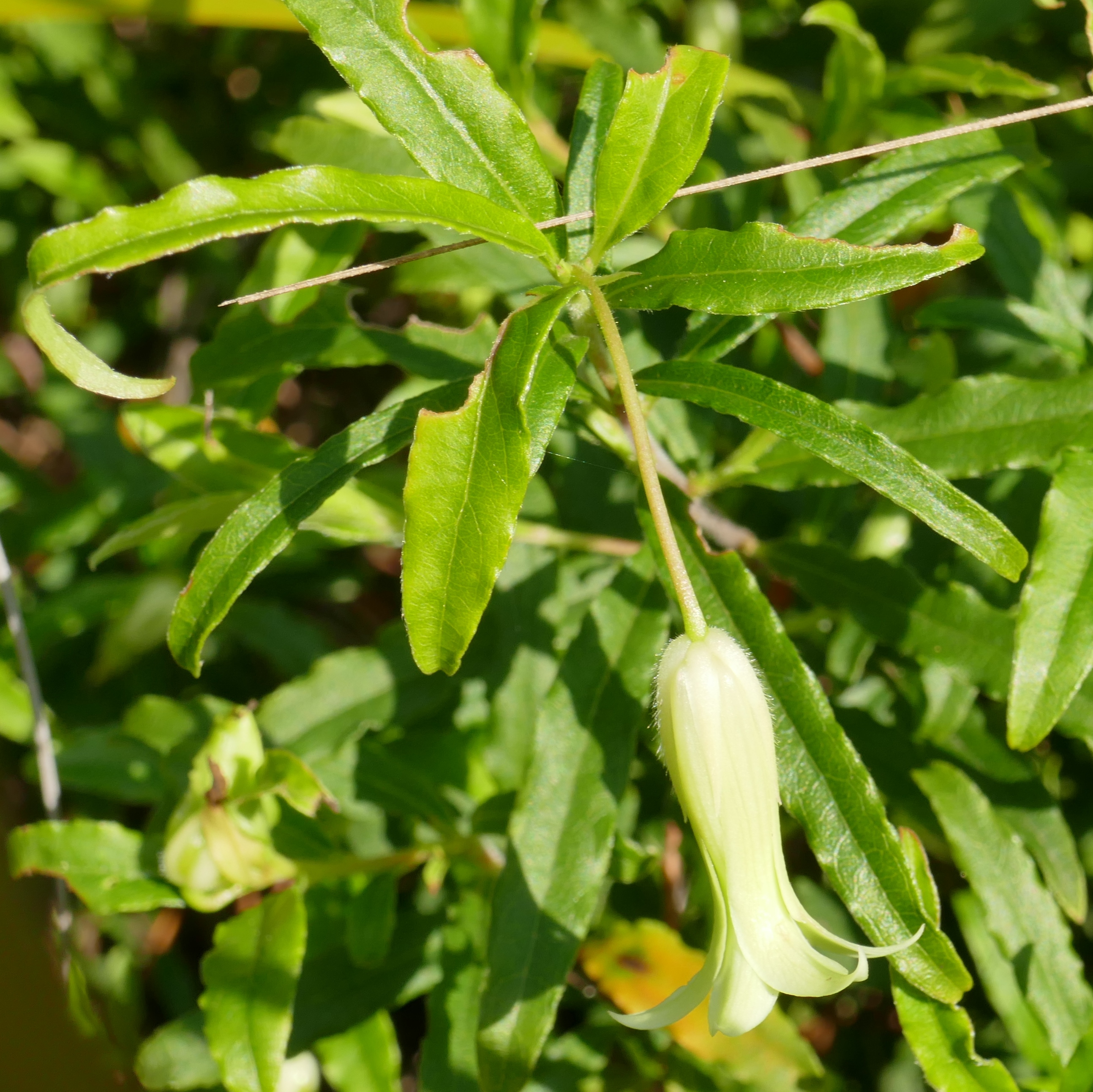 Billardiera mutabilis (Common Apple-berry) at Greenlink Sandbelt ...