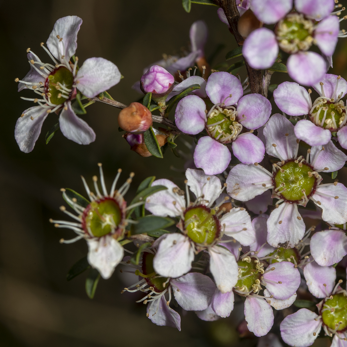 Leptospermum myrsinoides (Silky Tea Tree) at Greenlink Sandbelt ...
