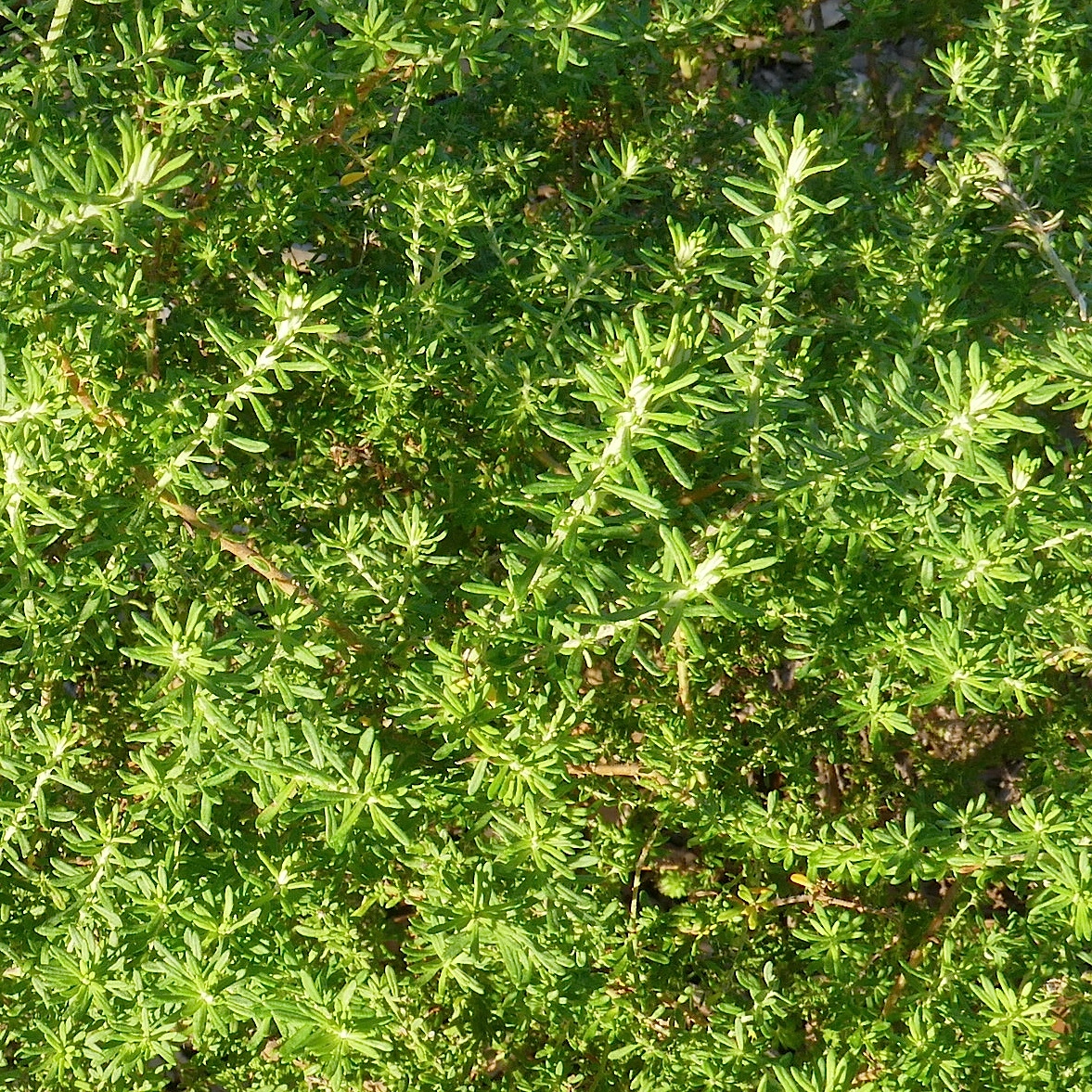 Olearia ramulosa (Twiggy Daisy Bush) at Greenlink Sandbelt Indigenous ...