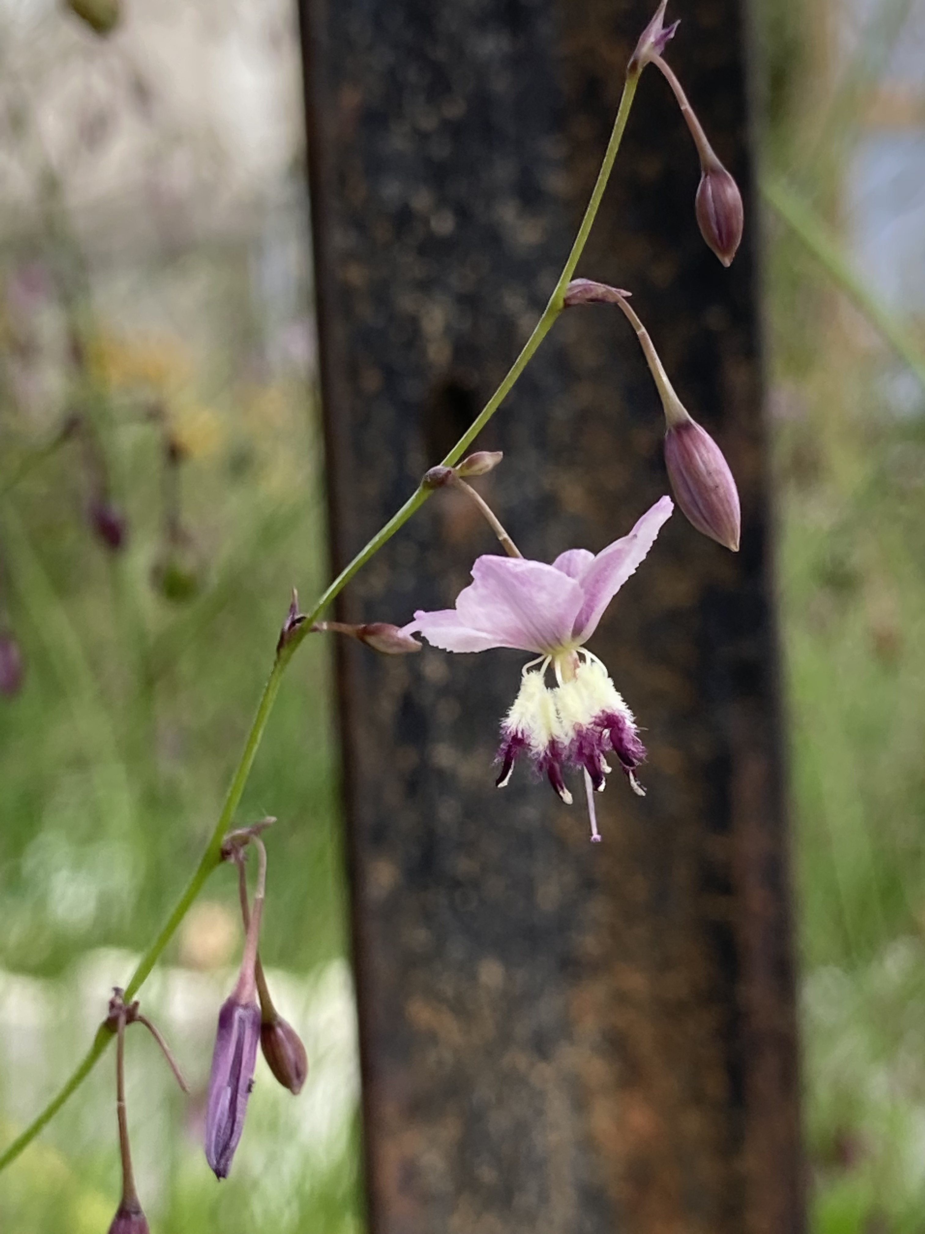 Arthropodium milleflorum (Pale Vanilla-lily) at Greenlink Sandbelt ...