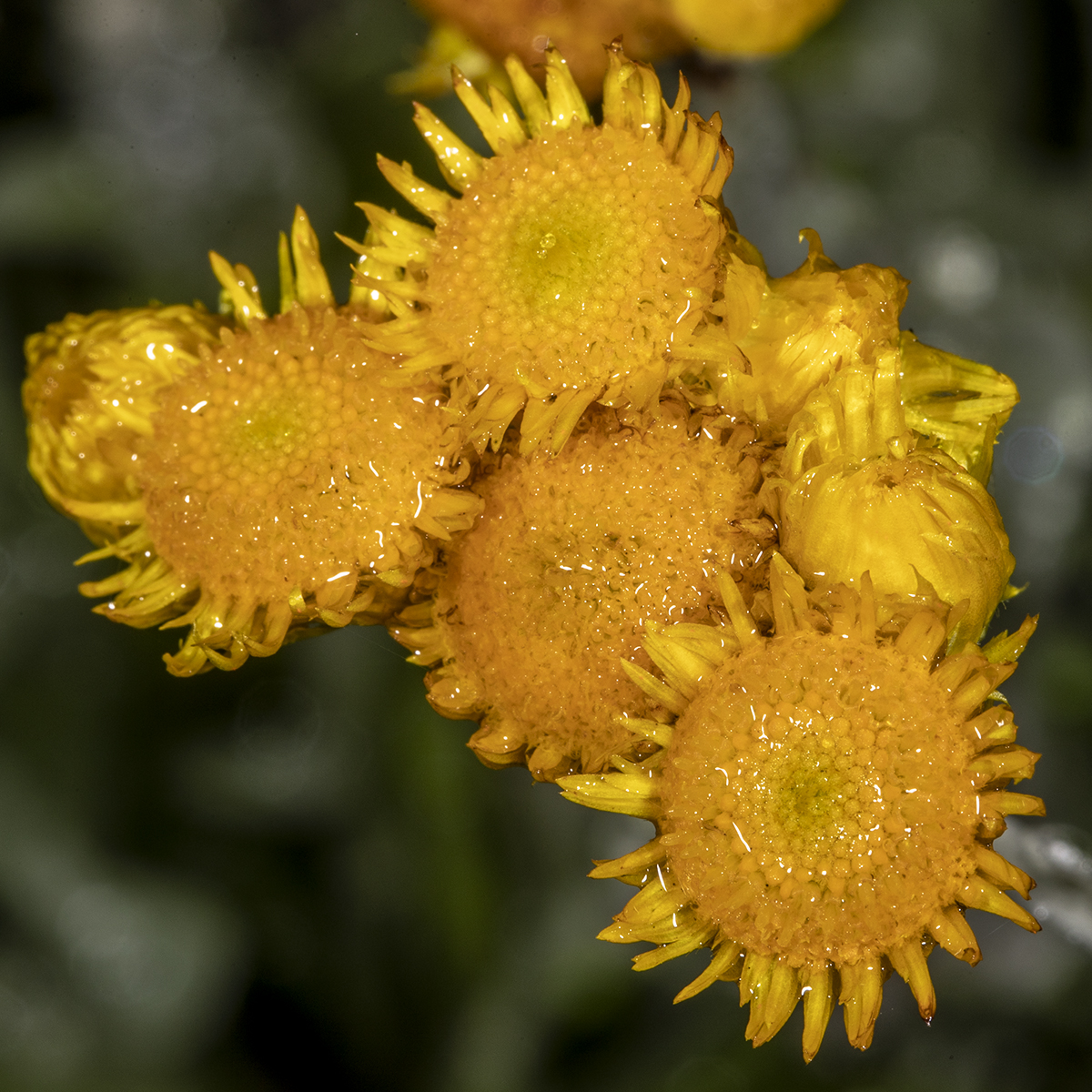 Chrysocephalum apiculatum (Common Everlasting) at Greenlink Sandbelt ...