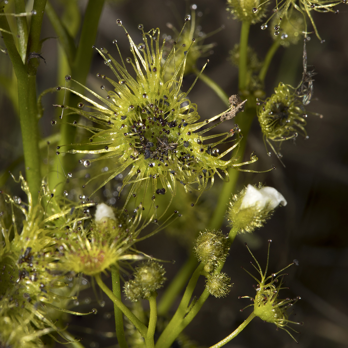 Drosera peltata (Tall Sundew) at Greenlink Sandbelt Indigenous Nursery