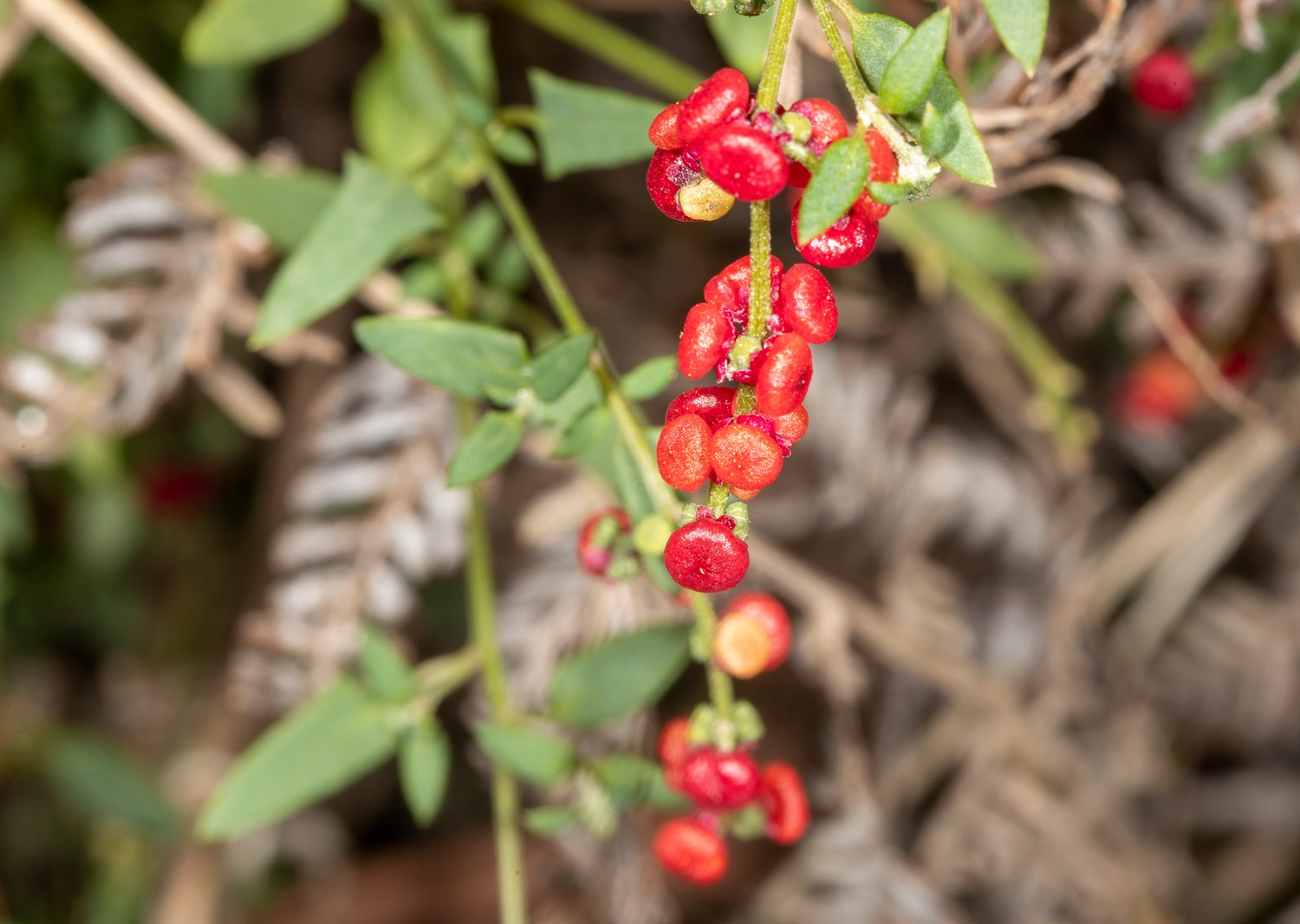 Einadia nutans (Nodding Saltbush) at Greenlink Sandbelt Indigenous Nursery