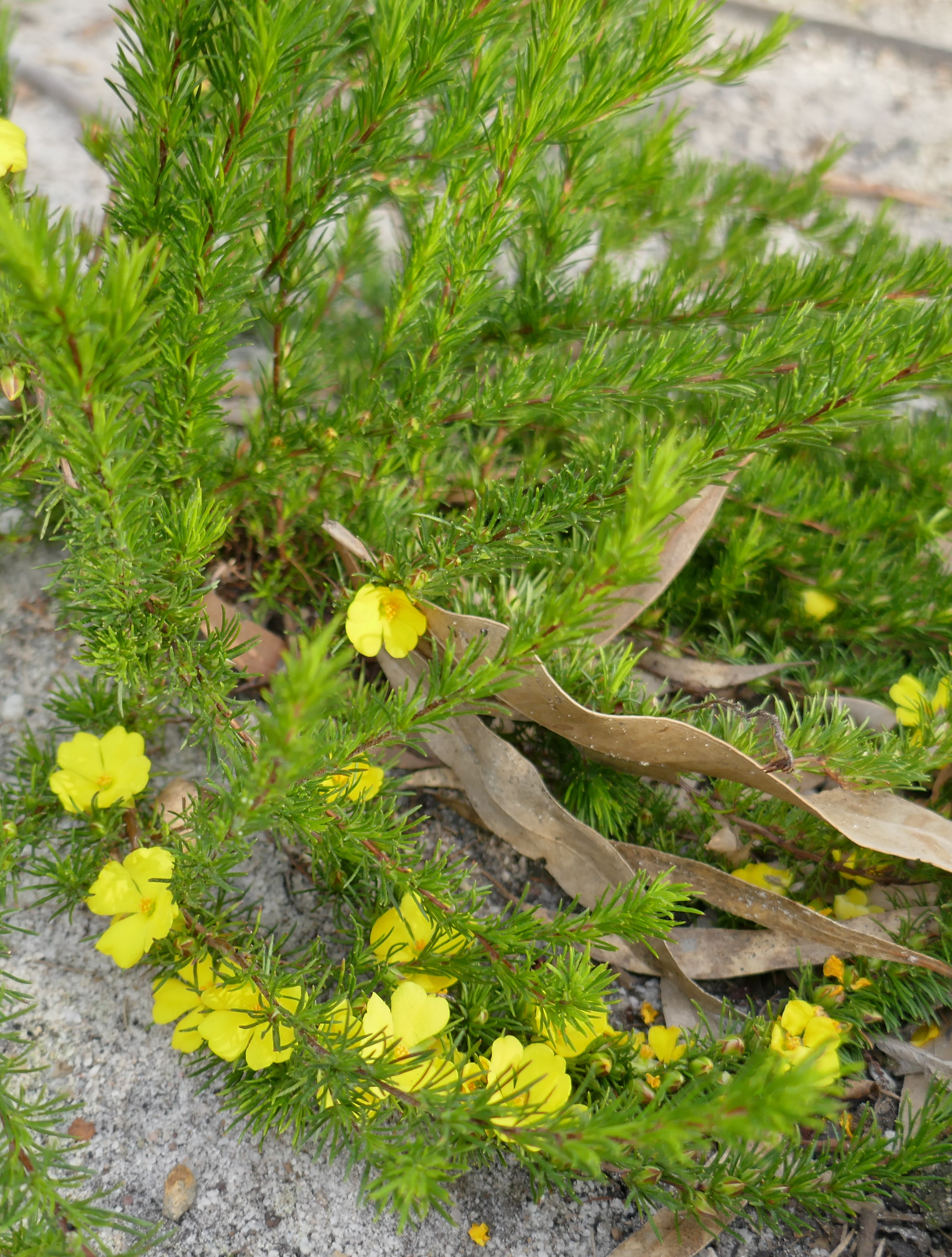 Hibbertia fasciculata prostrata (Bundled Guinea-flower) at Greenlink ...
