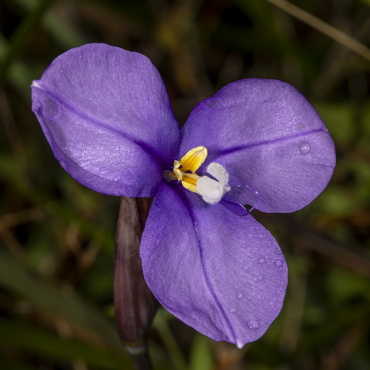 Patersonia occidentalis (Long Purple-flag) at Greenlink Sandbelt ...