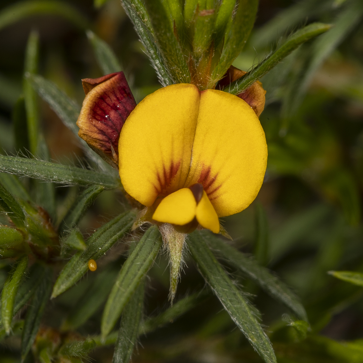 Pultenaea tenuifolia (Slender Bush-pea) at Greenlink Sandbelt ...