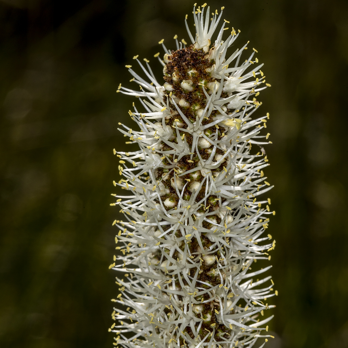 Xanthorrhoea minor (Small Grass Tree) at Greenlink Sandbelt Indigenous ...